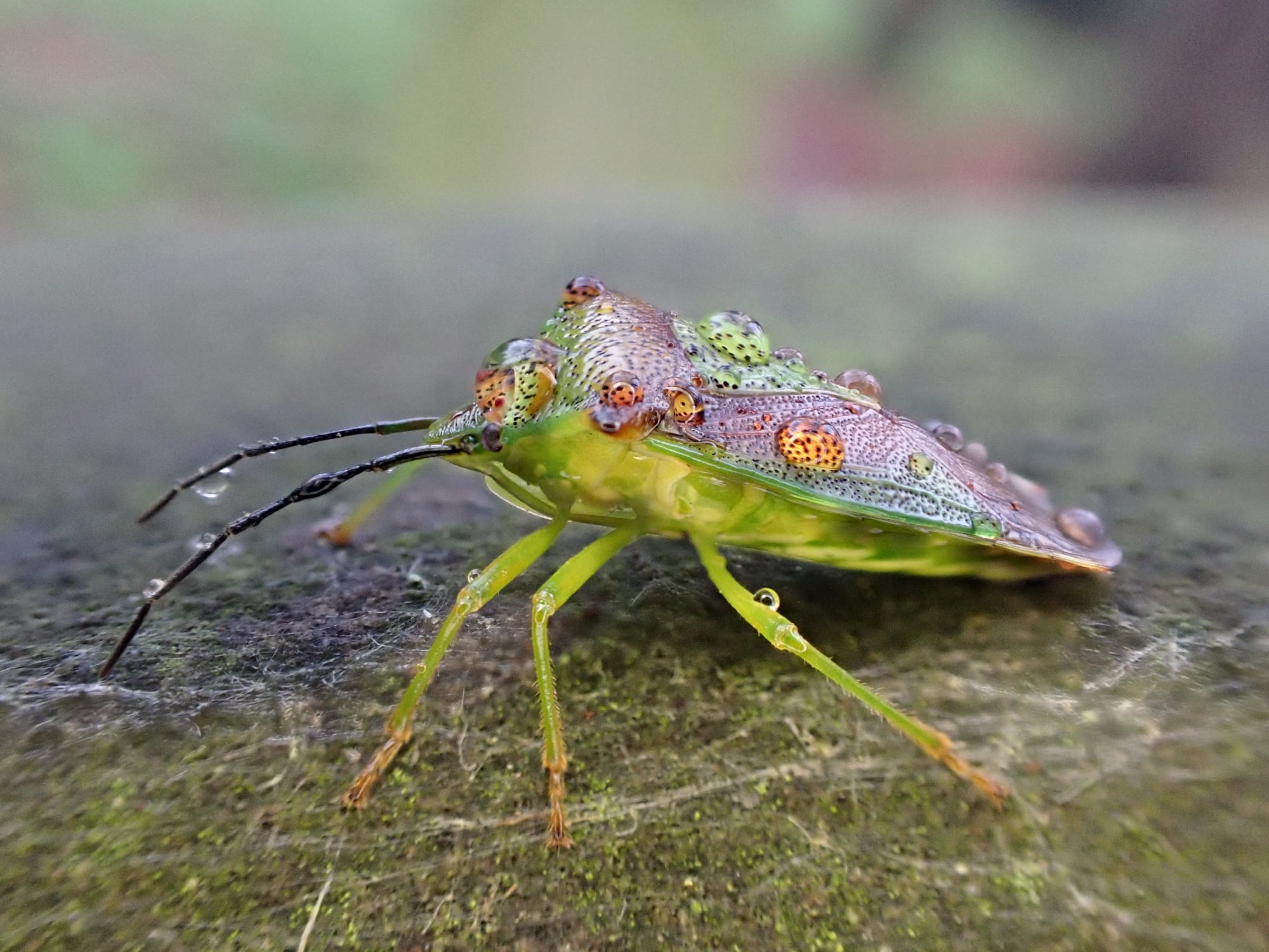 Wildlife Lists and Galleries | Friends of Earlham Cemetery, Norwich